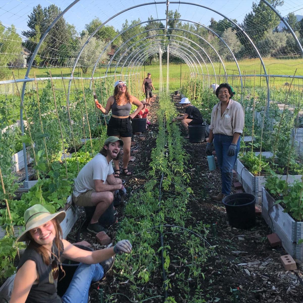 Volunteer at a Small, Local Garden Project That Emphasizes Giving Back ...