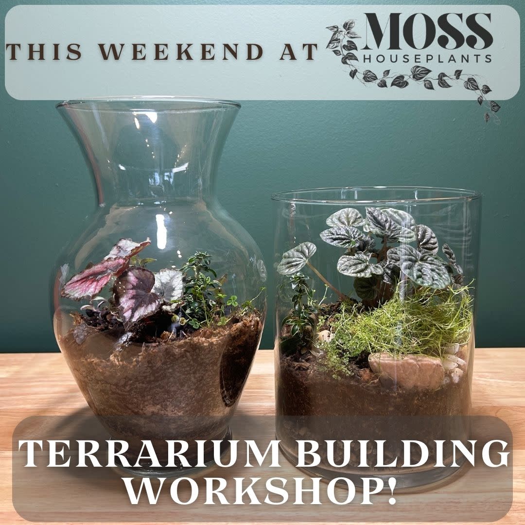 Terrarium Building Workshop at Moss Houseplants