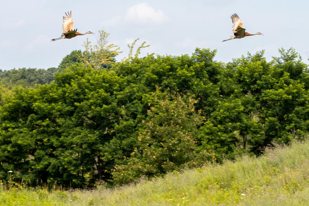 The Medalist Golf Club | Marshall, MI