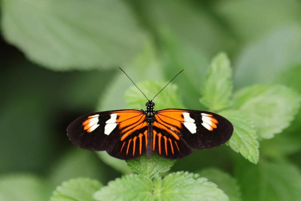Nature Screen at CCMNH presents PBS' "Butterfly Blueprints"