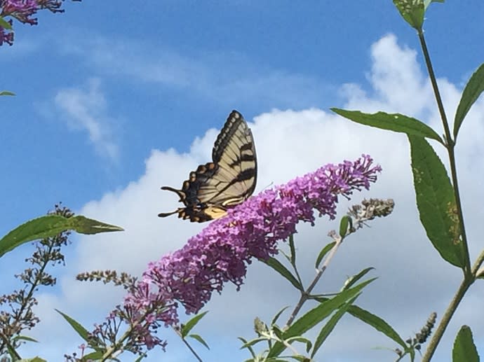 Mass Audubons Broad Meadow Brook