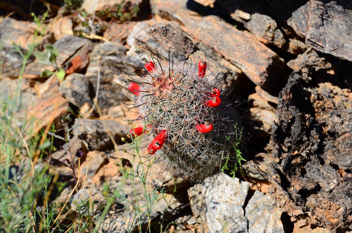 San Tan Loop Trail