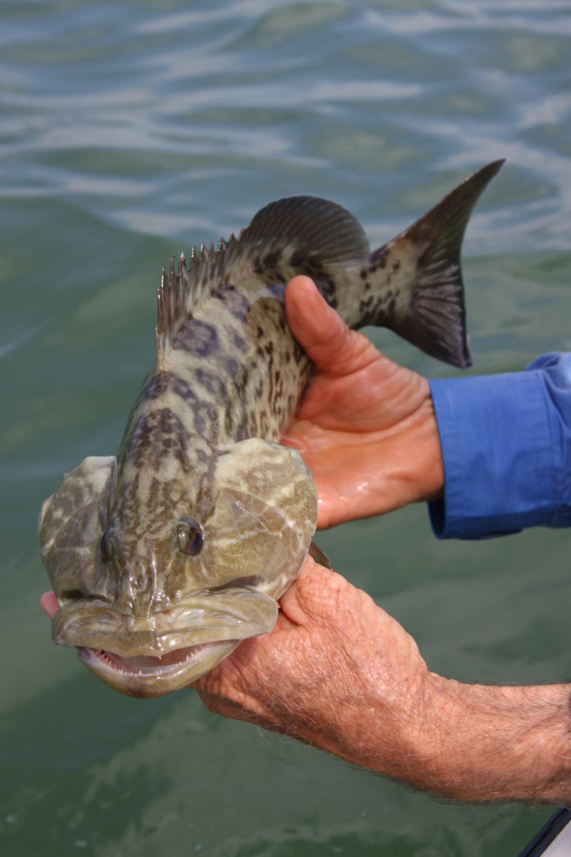 Hunter Brown Charters LLC