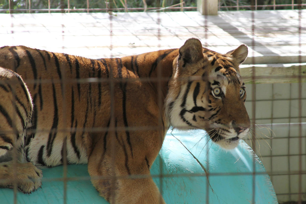Octagon Wildlife Sanctuary