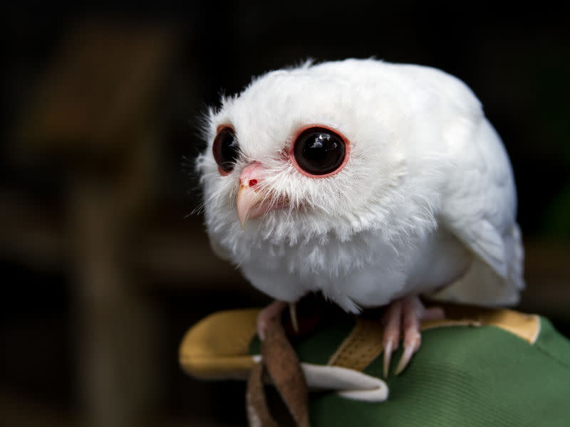 Peace River Wildlife Center