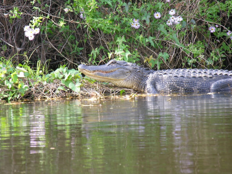 Shell Creek Preserve