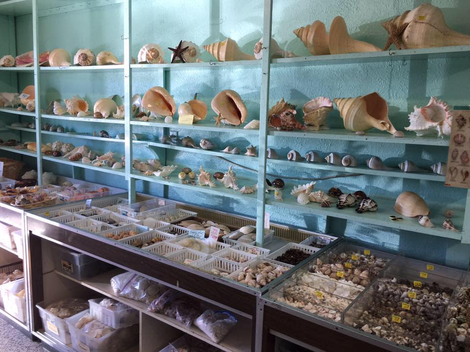 Sheryl’s Shell Shop