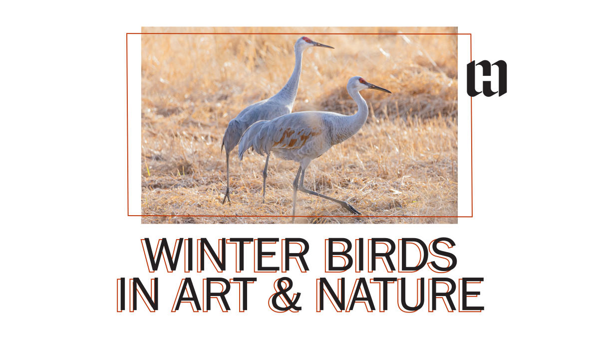 Winter Birds in Art & Nature
