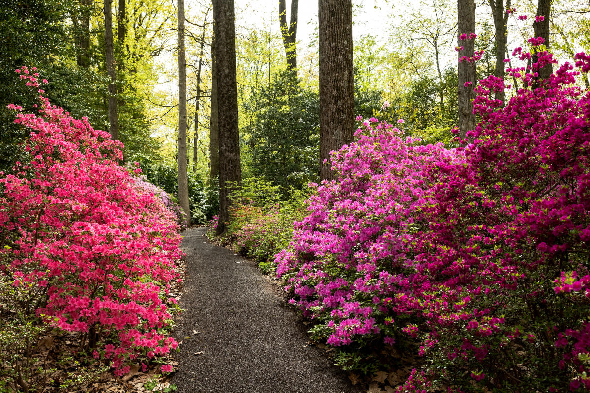 Jenkins Arboretum & Garden