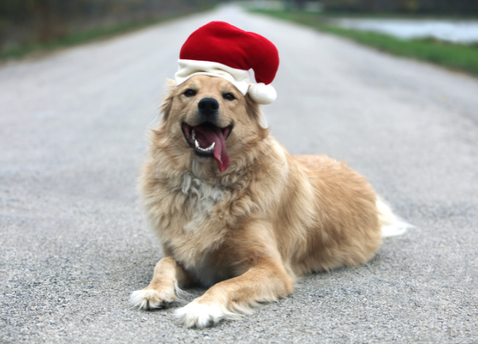 Annual Reindog Parade in Mt. Adams | Visit Cincy