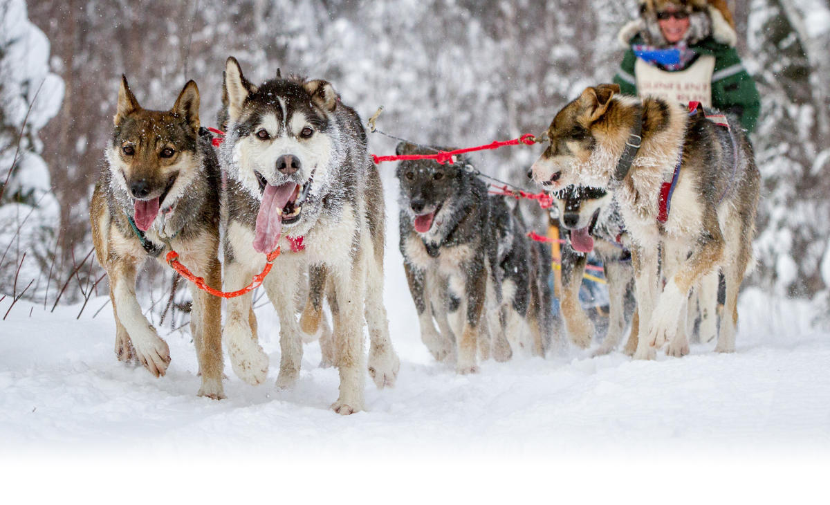 Gunflint Mail Run Sled Dog Race