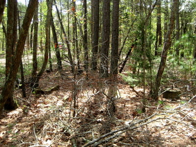 Honey Hill State Forest