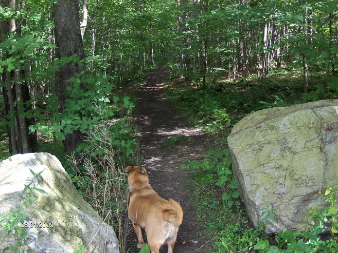 Bear Swamp State Forest