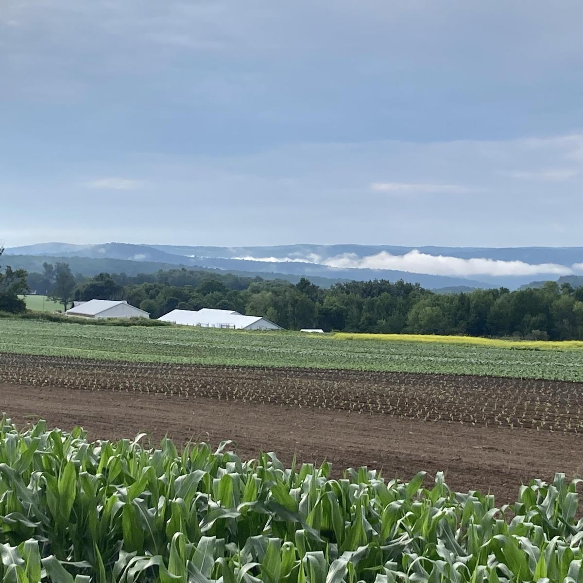 Dream Weaver Farm