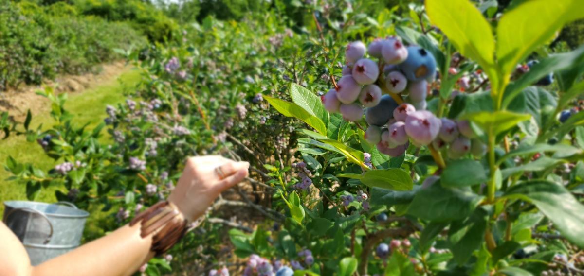 Blueberry Fields Forever