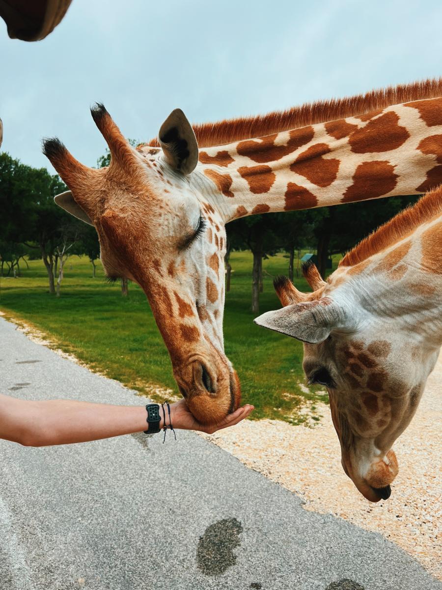 Fossil Rim Wildlife Center