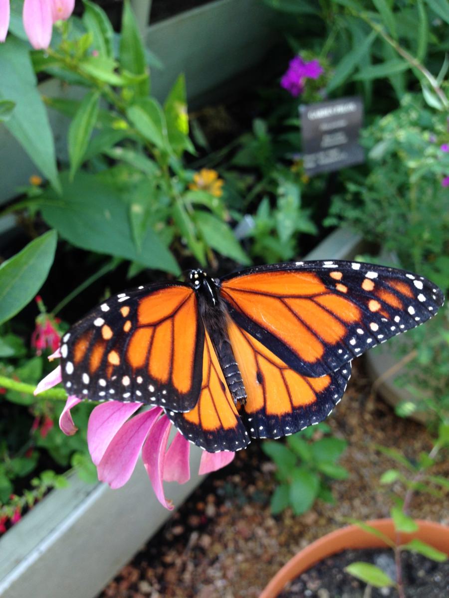 Native Texas Butterfly House & Garden