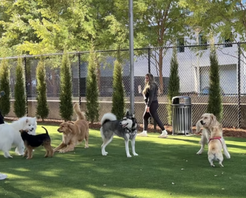 My Best Friend's Park