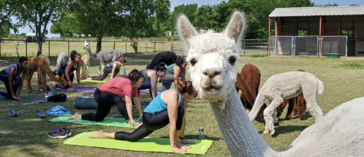 Vinyasa Alpaca Yoga