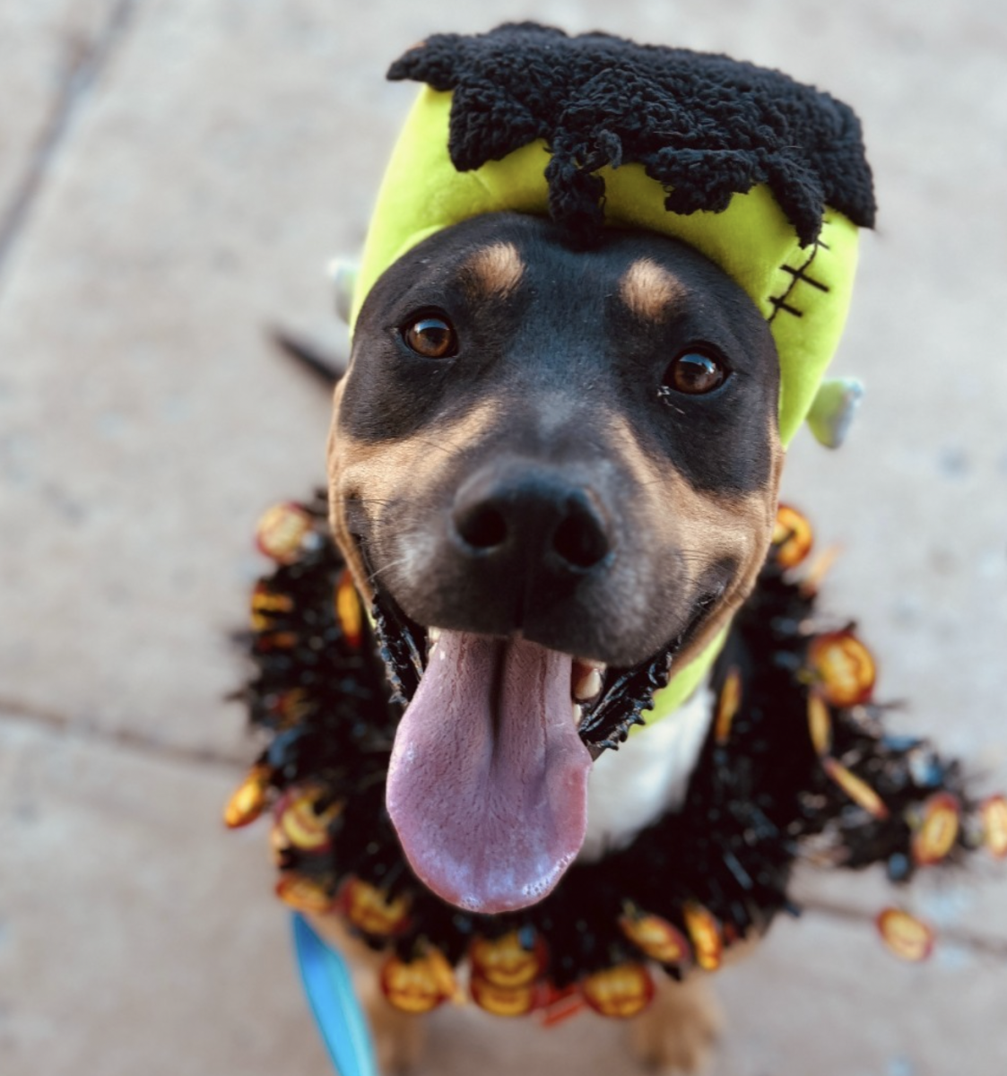 Pupkin Patch Trick-O-Treat