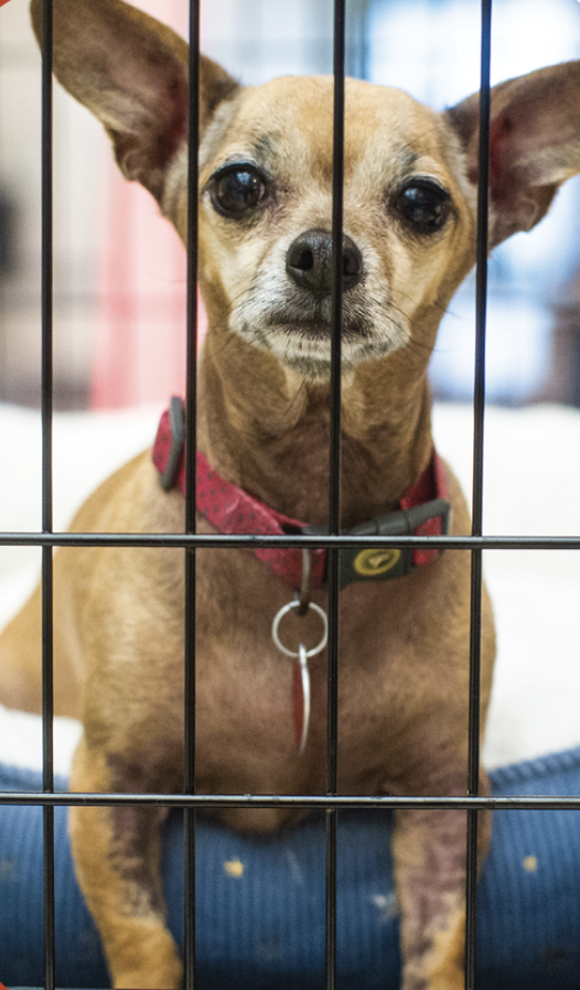 Operation Kindness Pet Adoption