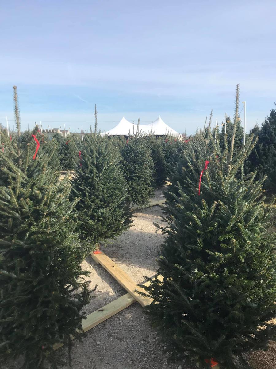 Coastal Christmas Trees