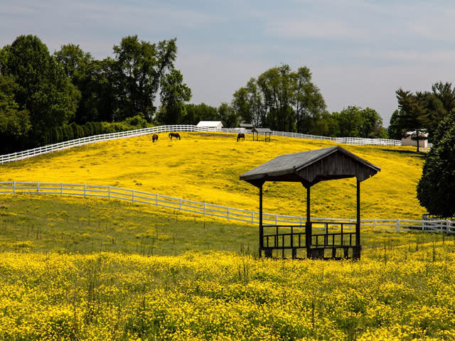 Carousel Park Equestrian Facility