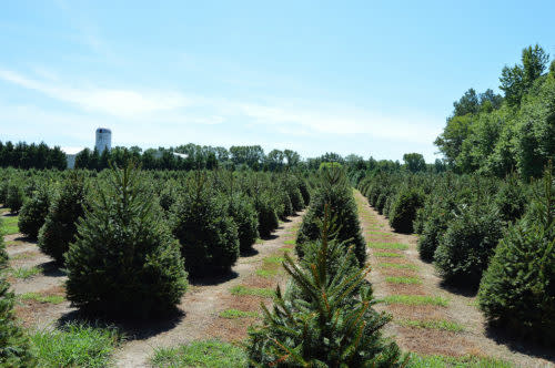 Don's Tree Farm
