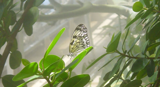Butterfly Pavilion