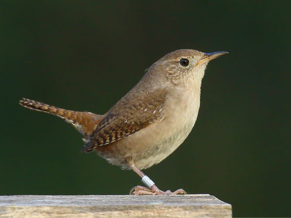 Bird Banding at Dorothy Rider Pool Wildlife Sanctuary