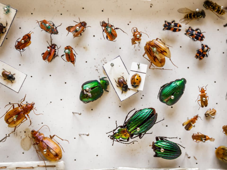 Wildlands Conservancy - Insect Pinning Course