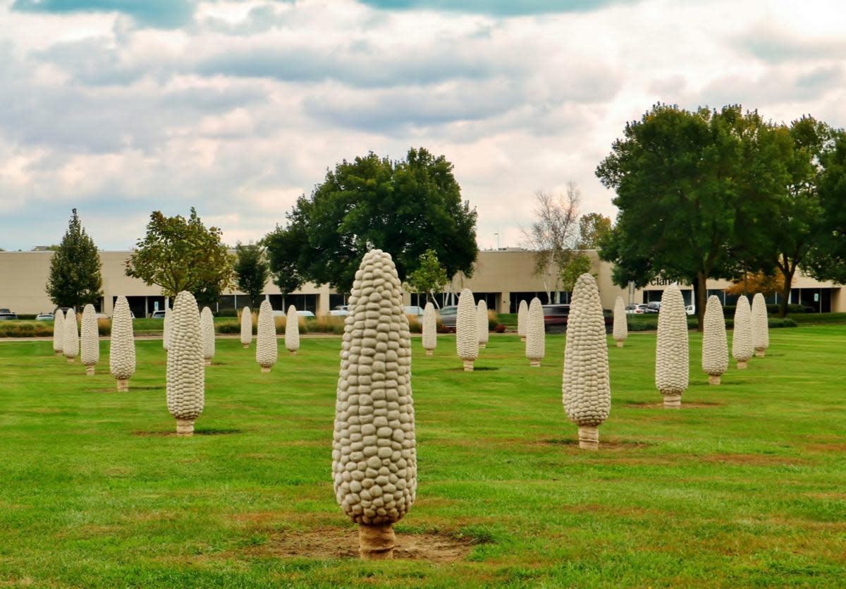 Field of Corn (with Osage Oranges)
