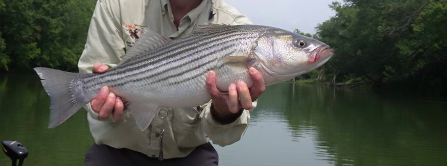 Rainbow Guide Service