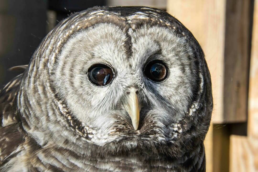 Live Animal Event: Story time with Luna the Owl | Fall Creek, WI 54742