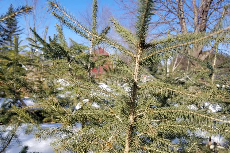 Albrecht's Nursery & Orchard | Chippewa Falls, WI 54729