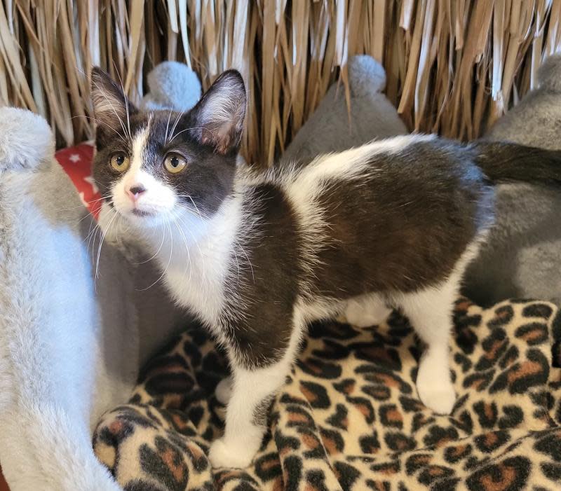 Jim Beam's Corner Cattery