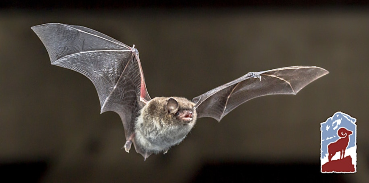 Bats of Colorado and Rocky Mountain National Park