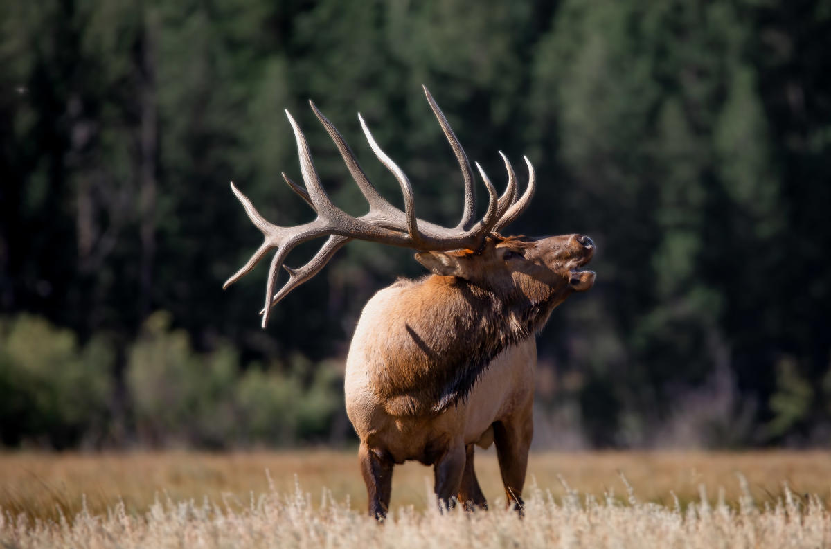 Good Bull Guided Tours