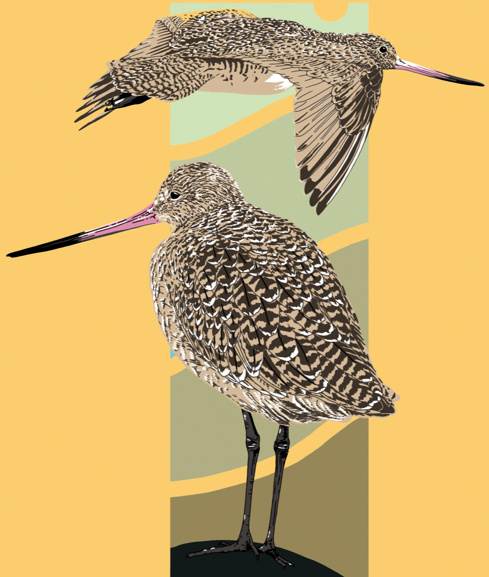 Godwit Days Spring Migration Bird Festival