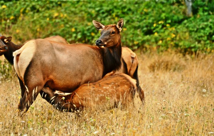 Roosevelt Elk History