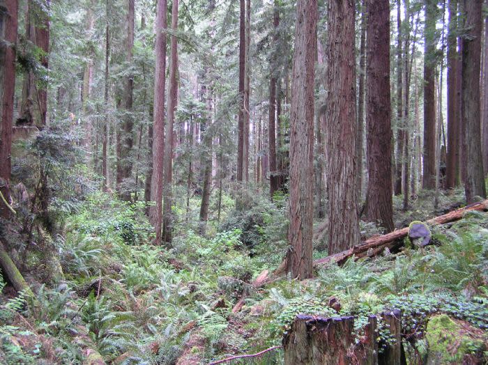 Arcata Community Forest