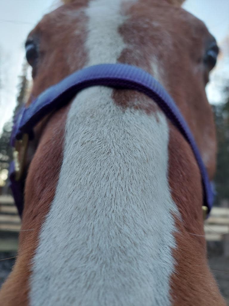 Frosty Tails Club Meeting at Timber Creek Senior Living