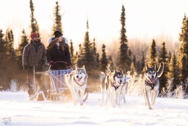 Sluice Box Sled Dogs