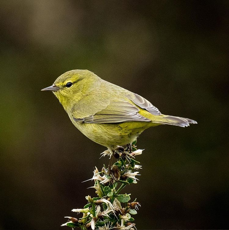 River Oaks Conservation Area