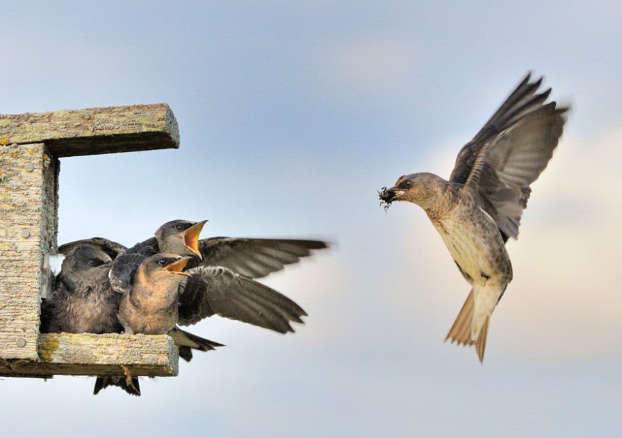 Pioneer Prairie Conservation Area