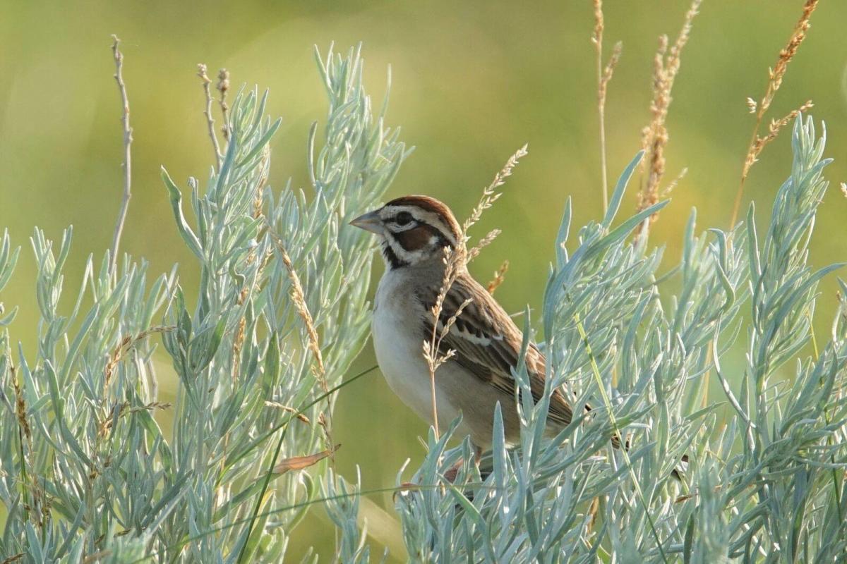 Pontes Prairie Conservation Area