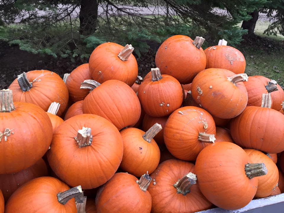 Buffalo River Pumpkin Patch