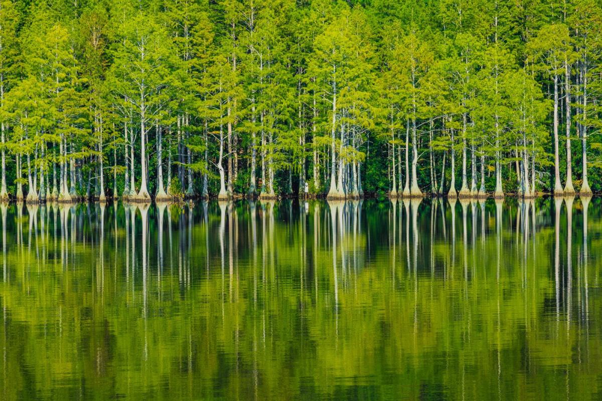 Carvers Creek State Park