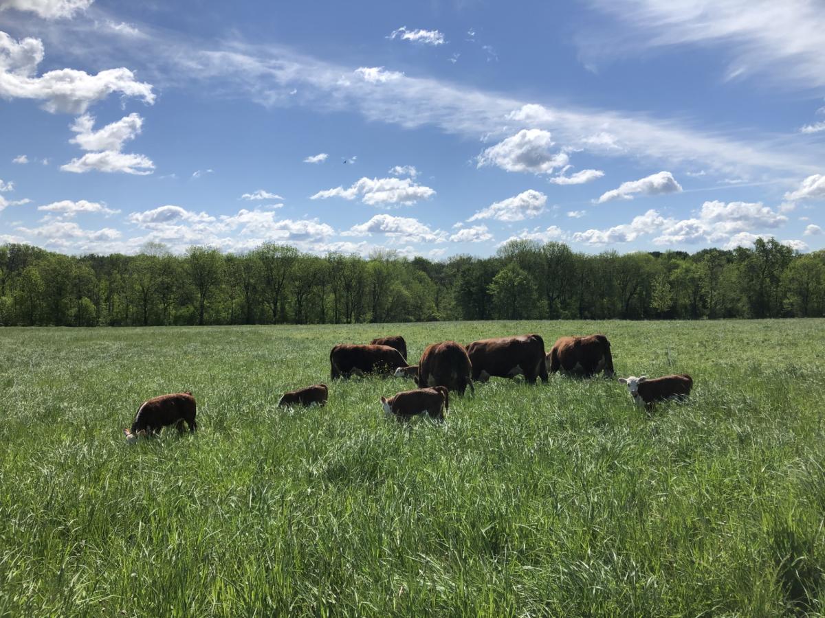 Birds Hollow | Stanley, NY