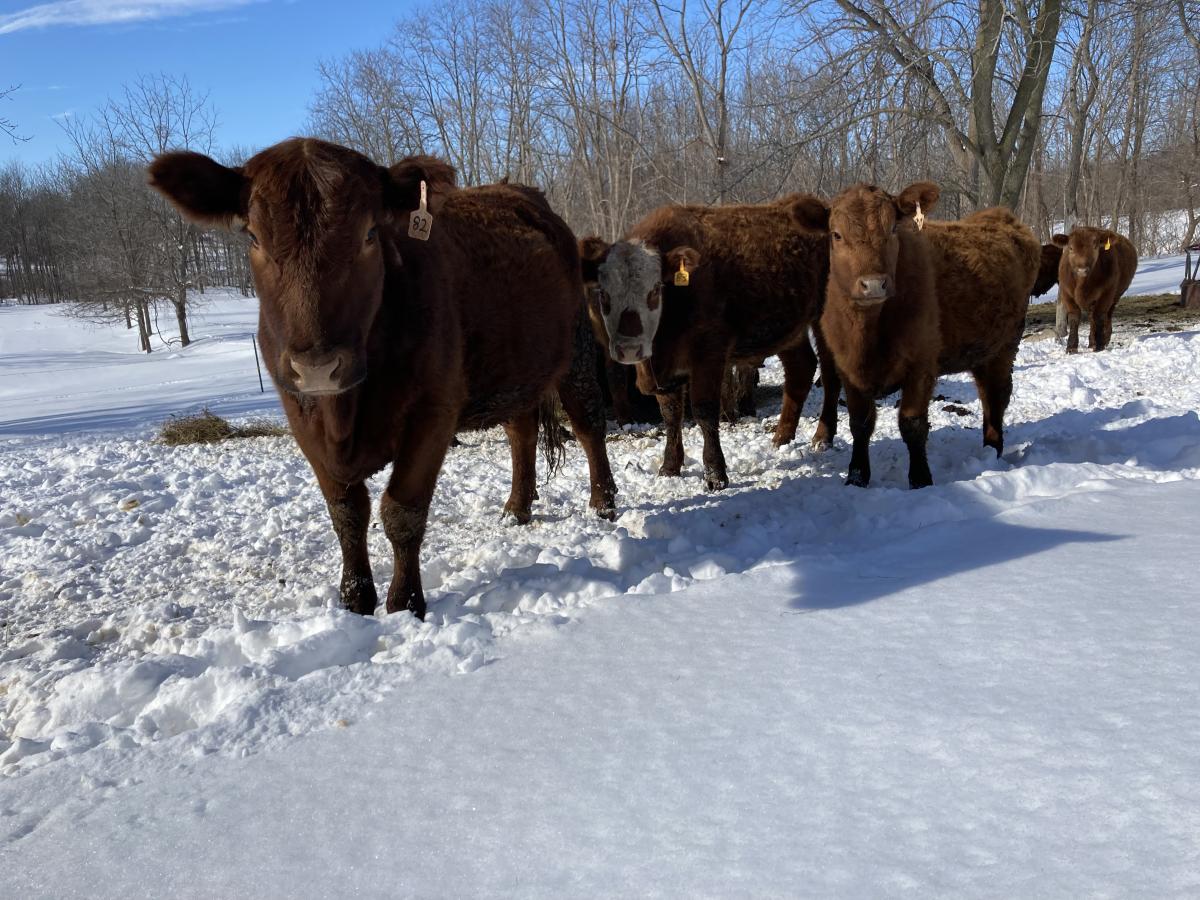 Repard Farms | Bloomfield, NY